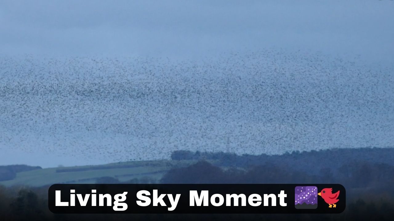Starlings move like they practiced for lifetimes before finally owning ...