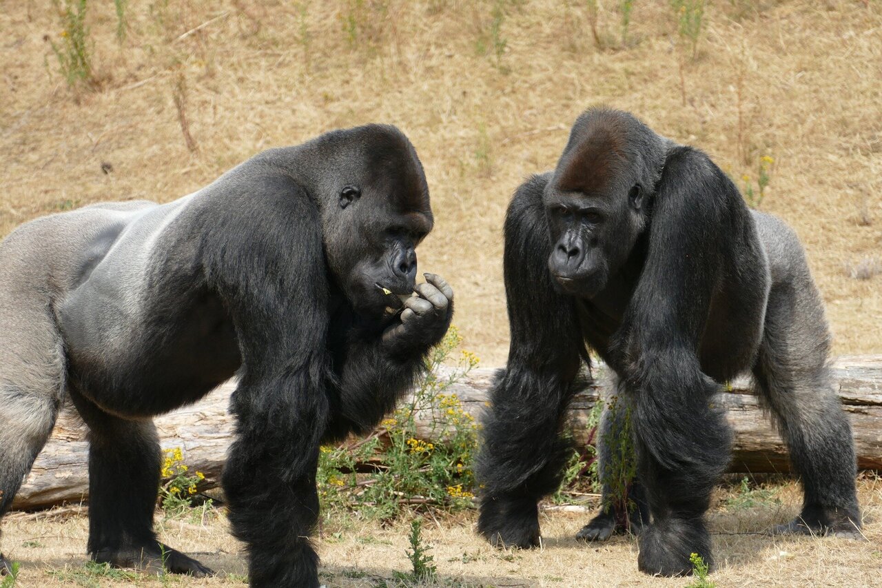 Great apes are humans' closest relatives, but many are endangered by ...