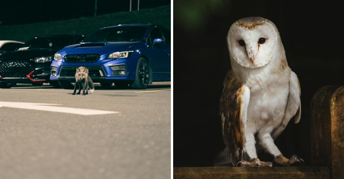 Mysterious things animals do at night