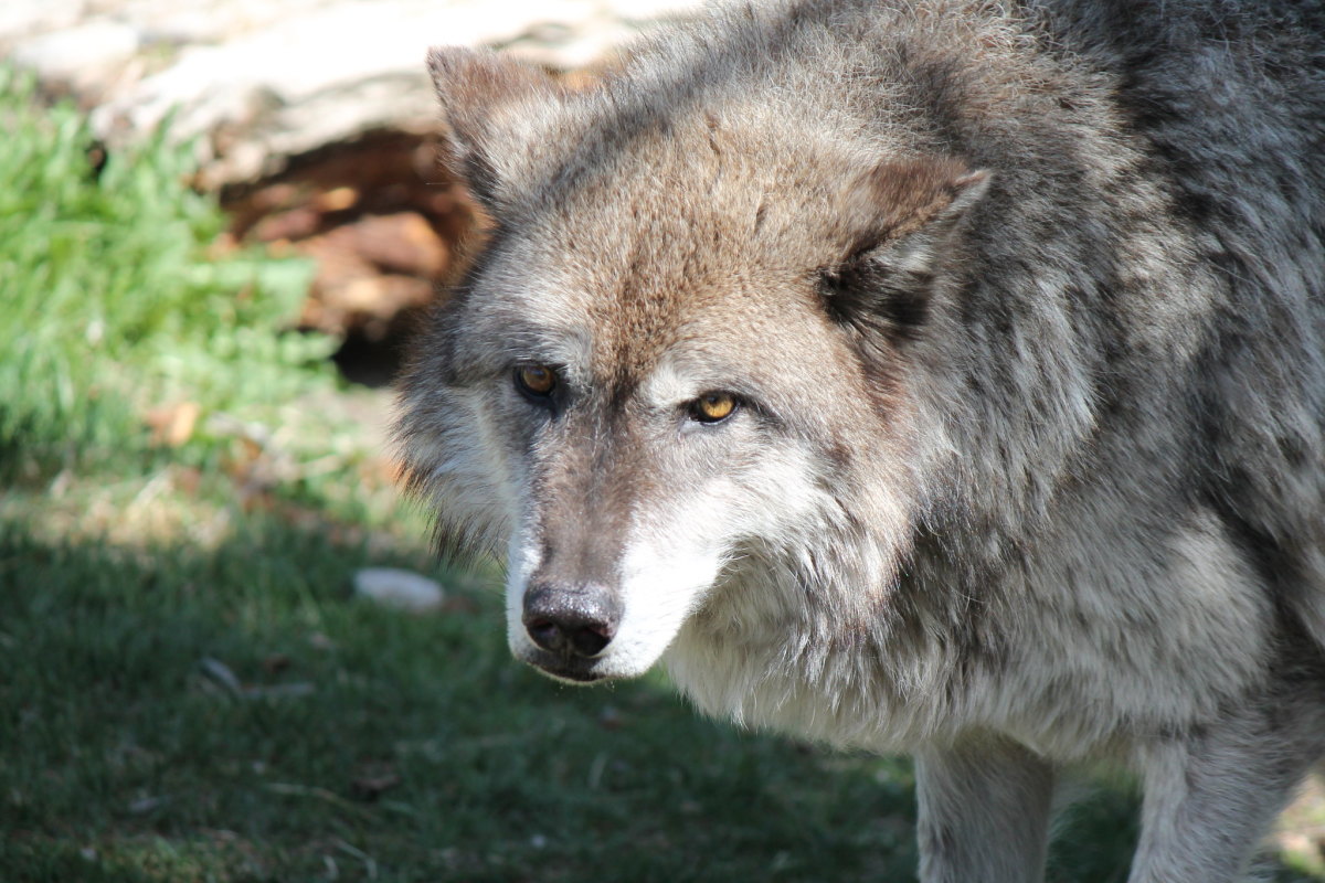 Gray wolves could be removed from the federal endangered species list