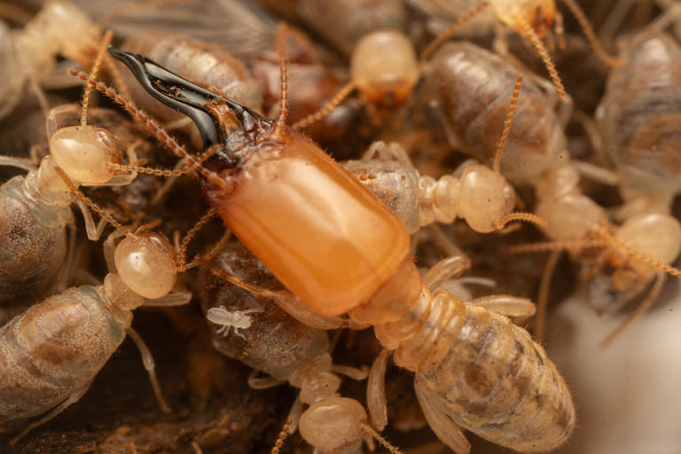 What contributed to the success of termites? Their genomes provide the ...