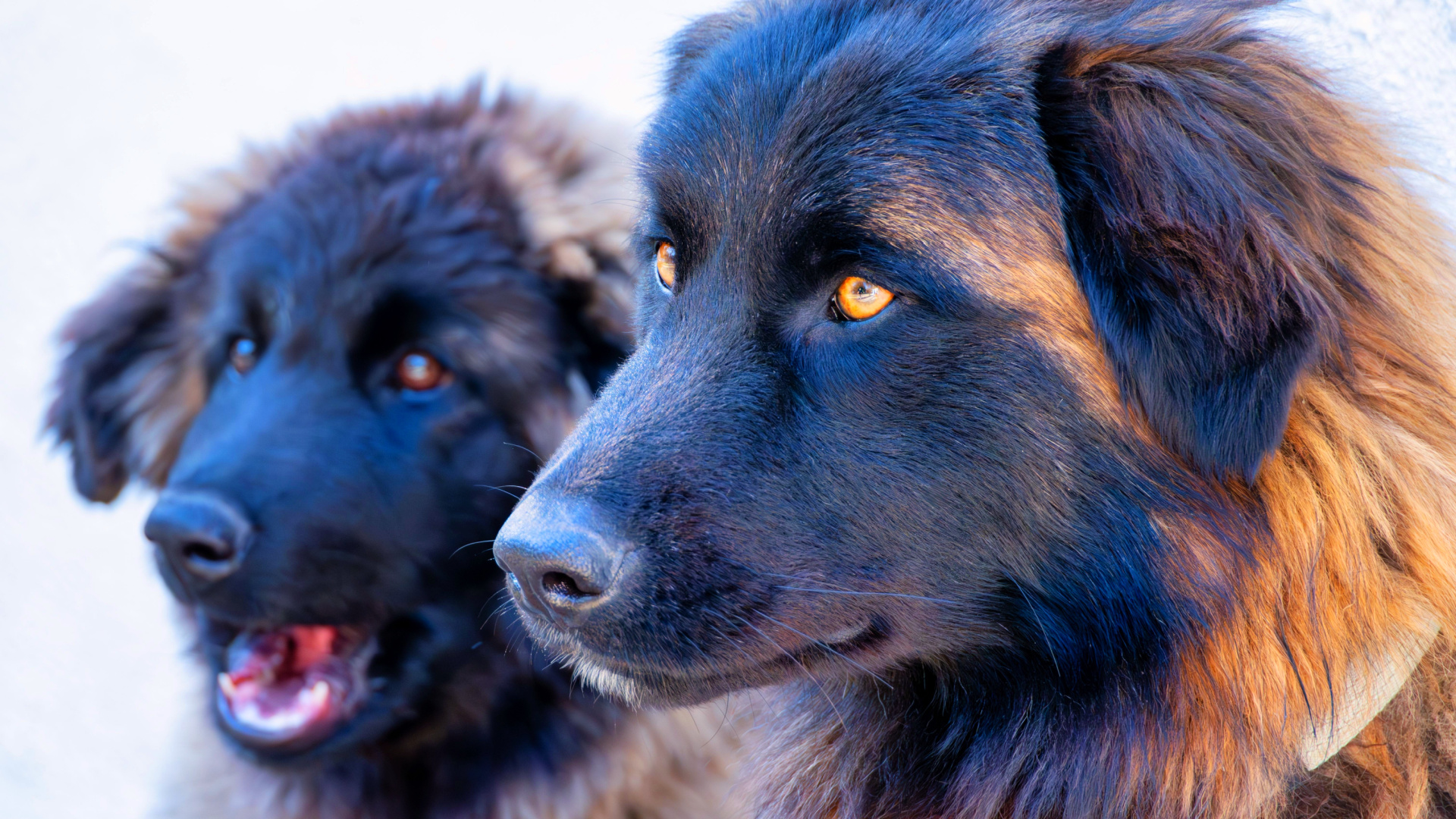 14 unusual dog breeds that will help you keep your home protected