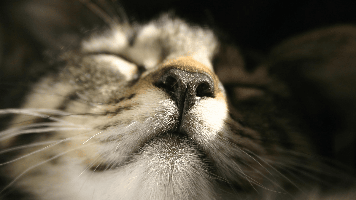 How to tell if your cat is happy: 12 sure signs