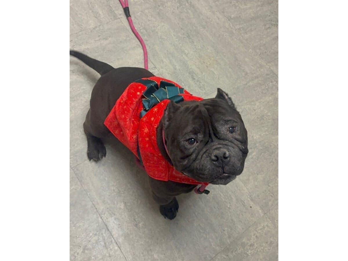 Women's Animal Center offering pet adoption special