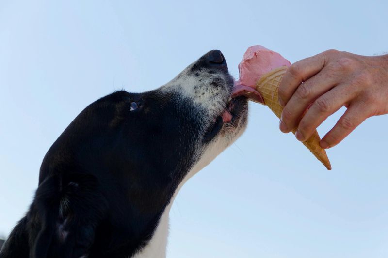 8 perfect moments to reward your dog and spoil them a little