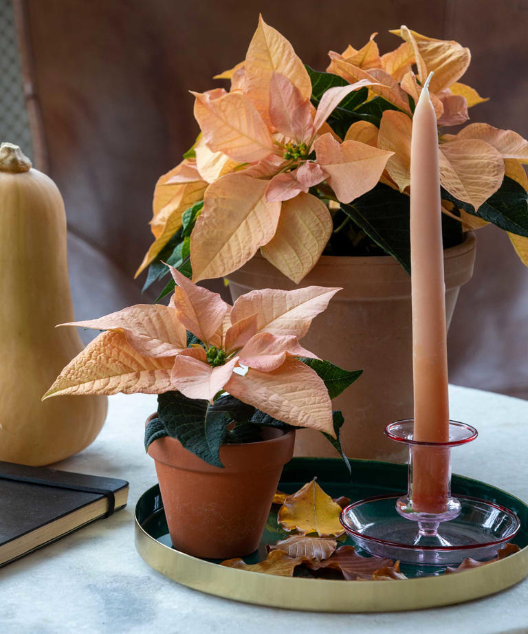 Plant experts reveal how to avoid these 5 poinsettia mistakes at Christmas