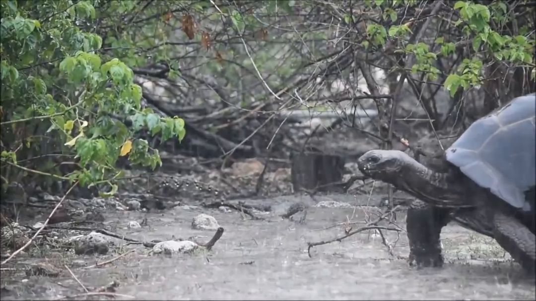 Top 10 longest-lived animals