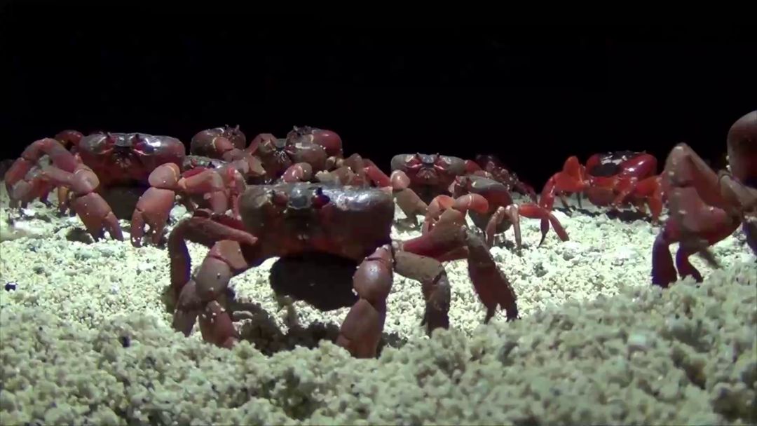 Christmas Island miracle: Bright red crab migration