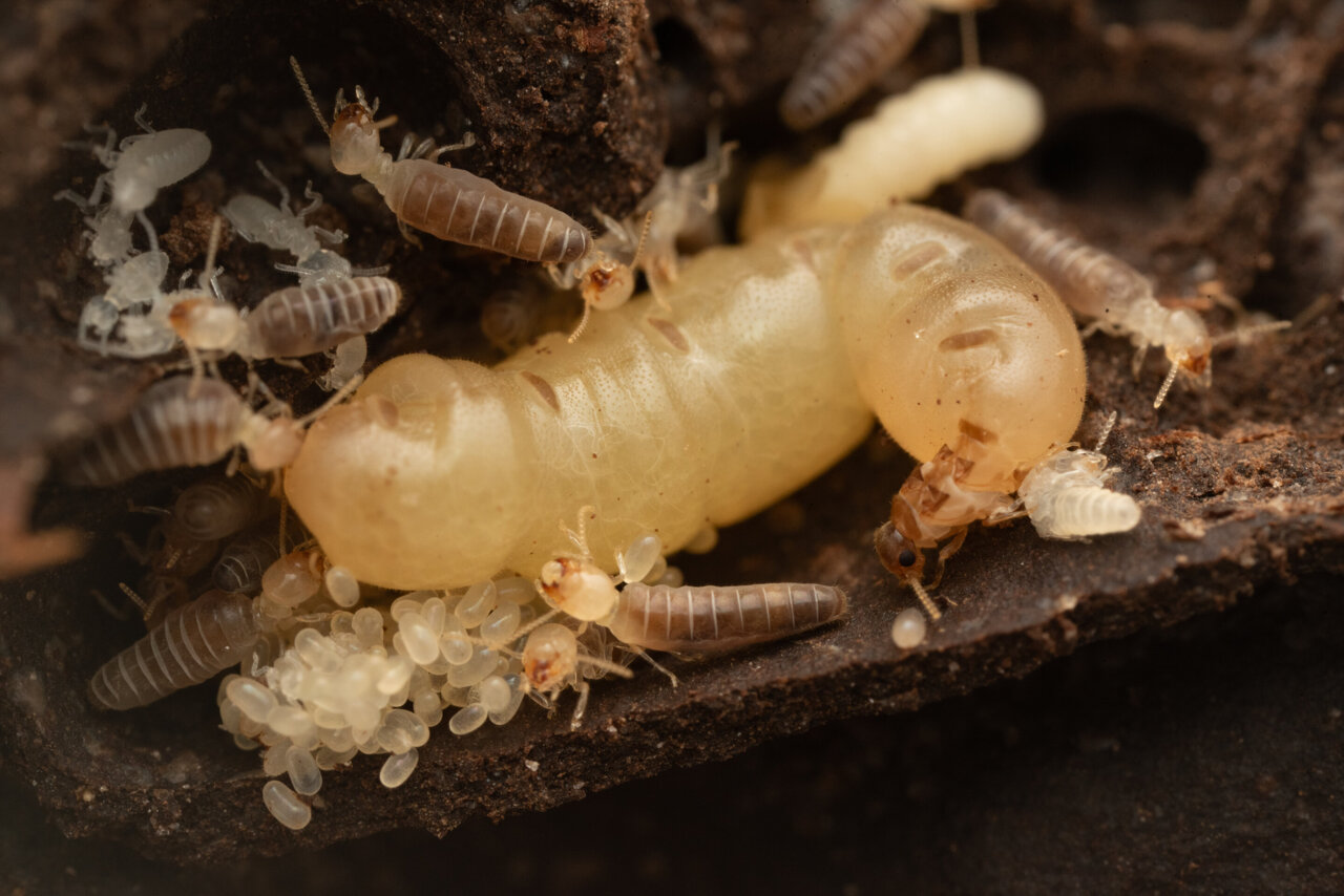 What contributed to the success of termites? Their genomes provide the ...