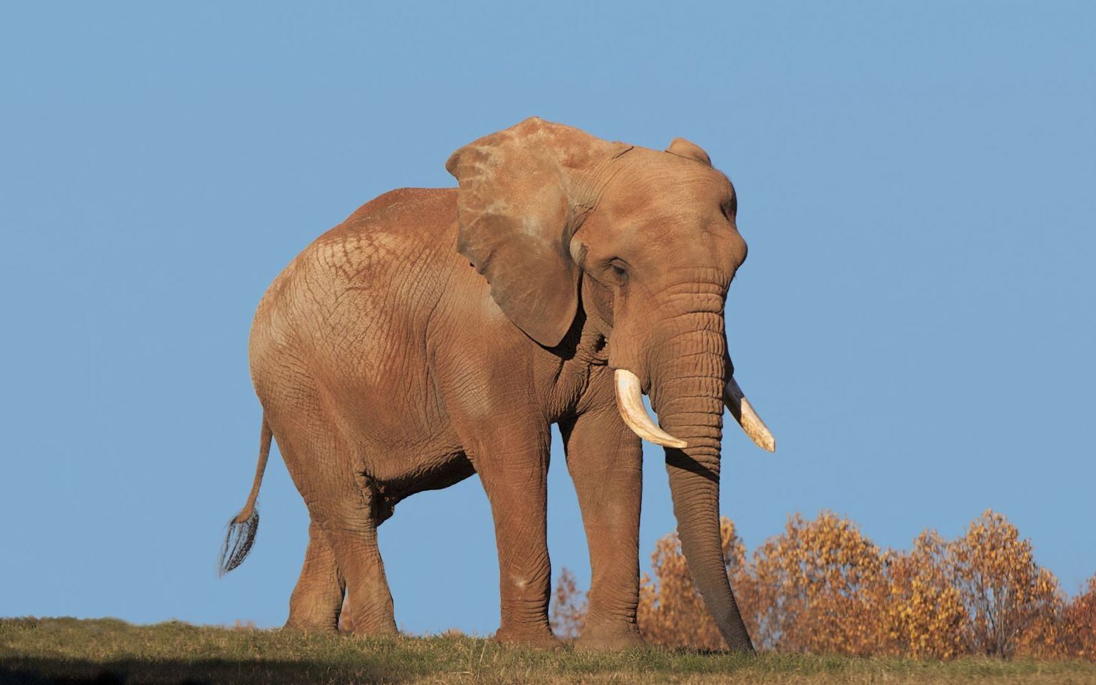 Oldest African bull elephant in the US dies at North Carolina Zoo