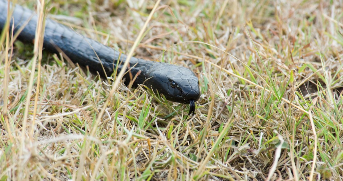 People on high alert after finding extremely venomous snake at ...