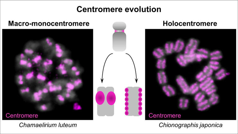 Lily-like plants reveal centromere type evolution paths