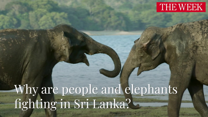 What are the reasons for human-elephant conflict in Sri Lanka?