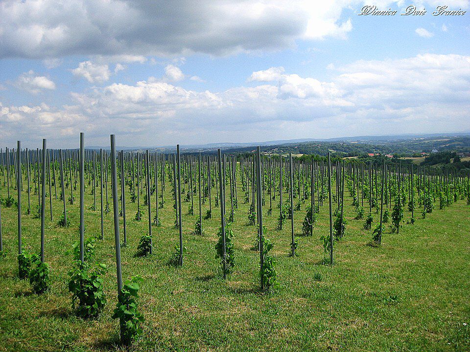 Wijn wint terrein in wodkaland Polen