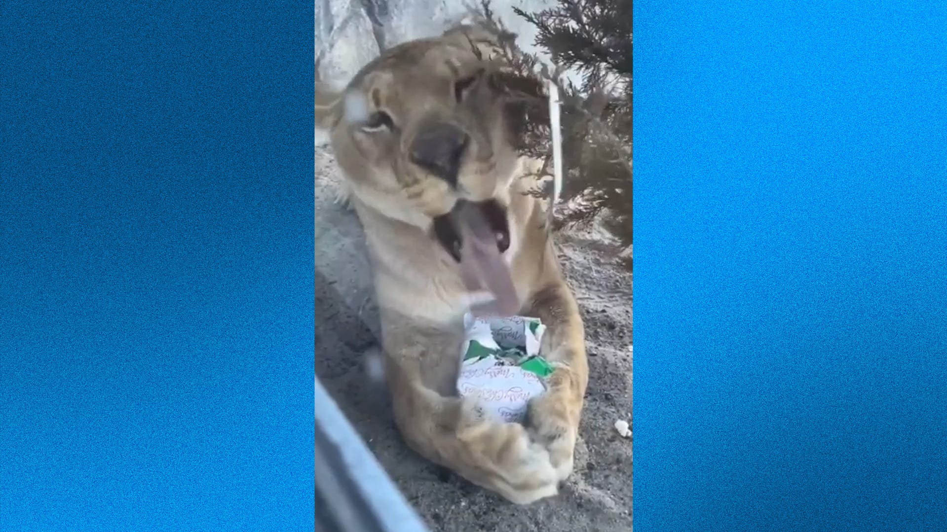 Zoo animals unwrap festive gifts in Cincinnati and Kansas City