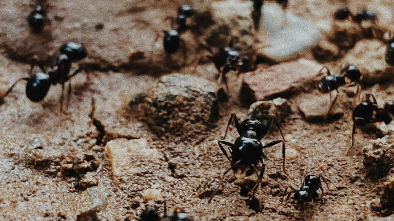 Weak ants conquered Earth by sheer numbers, study suggests