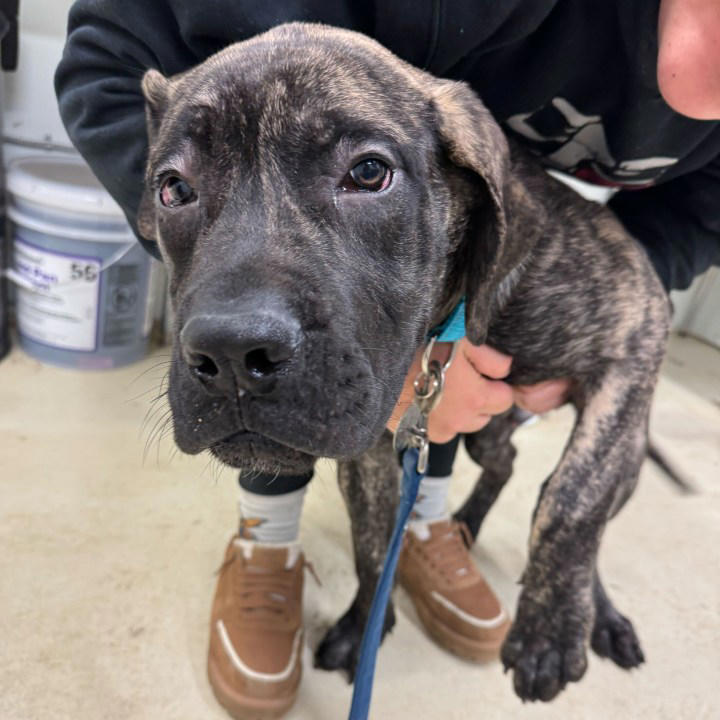 Pennsylvania SPCA rescues 39 animals from well-known breeder in Mifflinburg