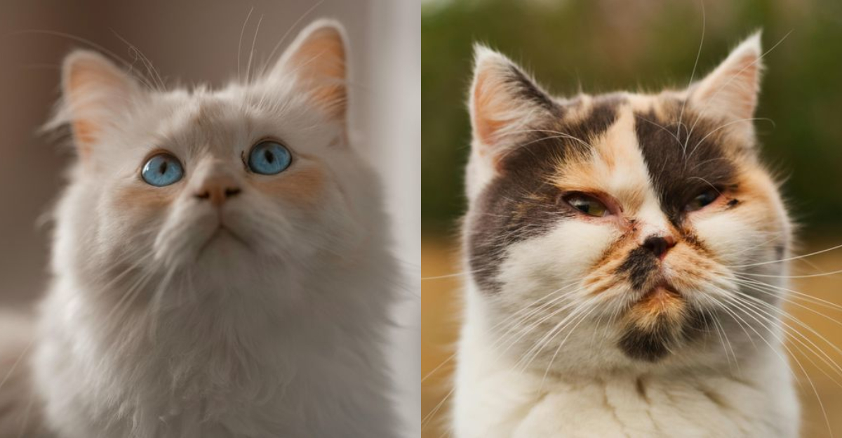 These are the 11 cutest and most loving cat breeds to adopt