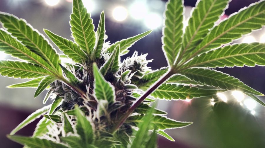 Reclassification of marijuana could lead to larger studies on medicinal ...
