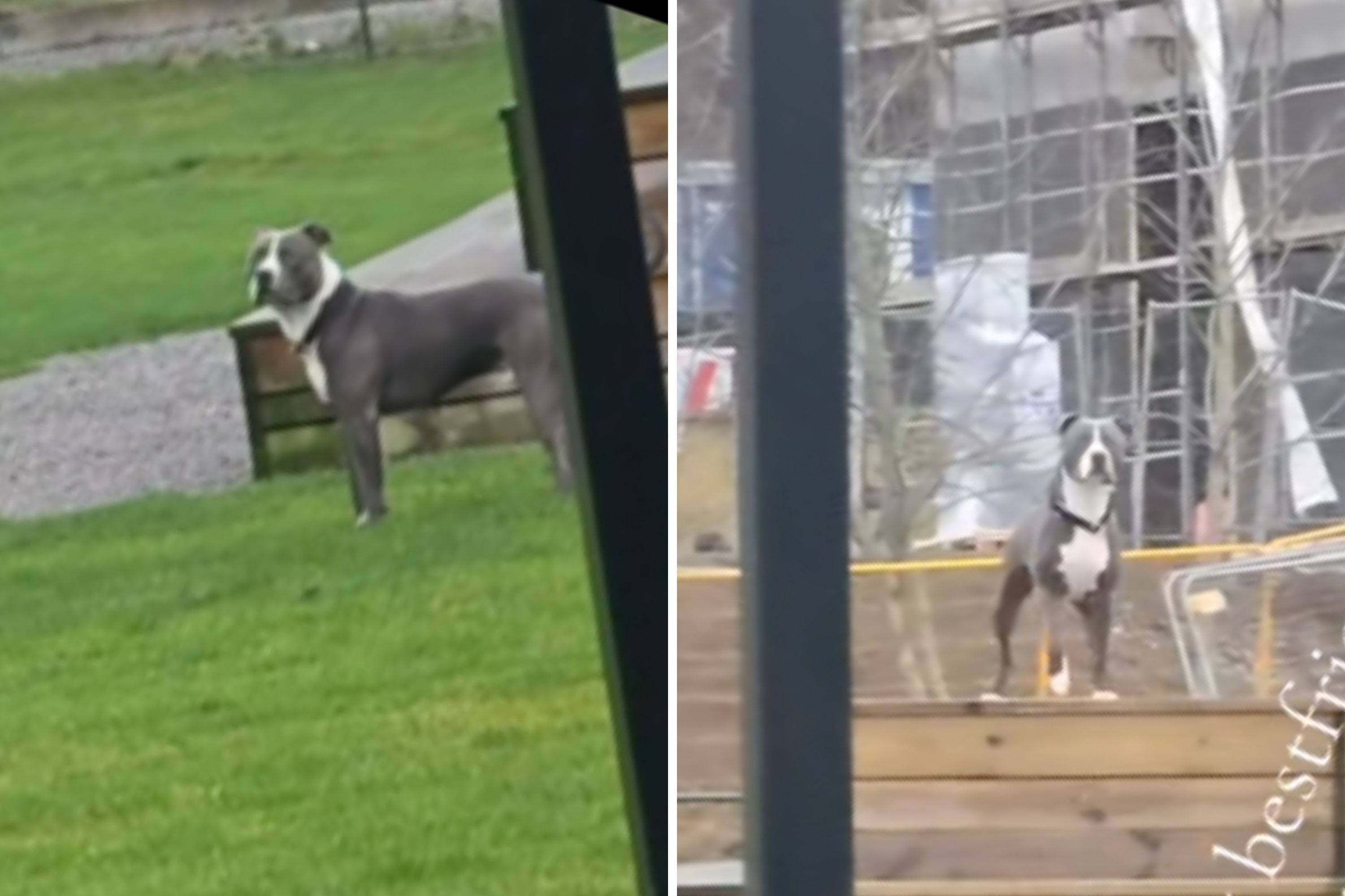 Panic sets in for dog who thinks he was left at park—then he spots owner