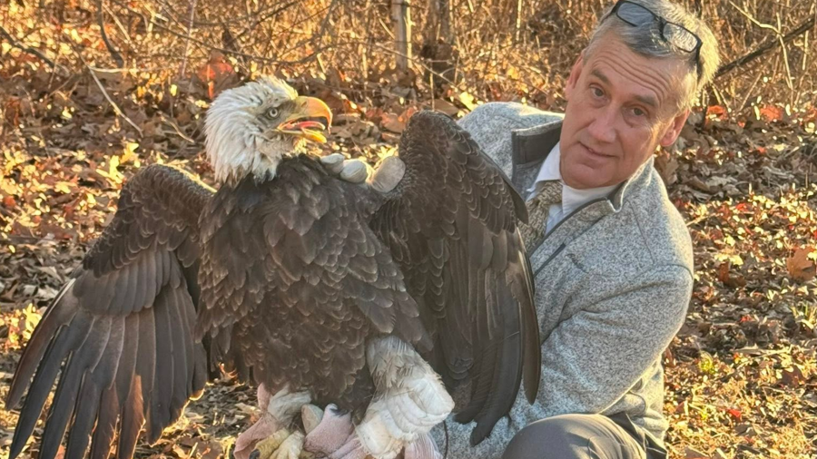 Connecticut State Police assist in bald eagle rescue