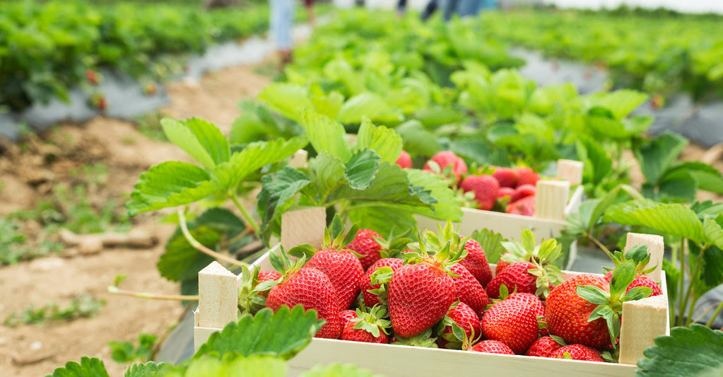 Alachua County launches Food Hub Feasibility Study microsite