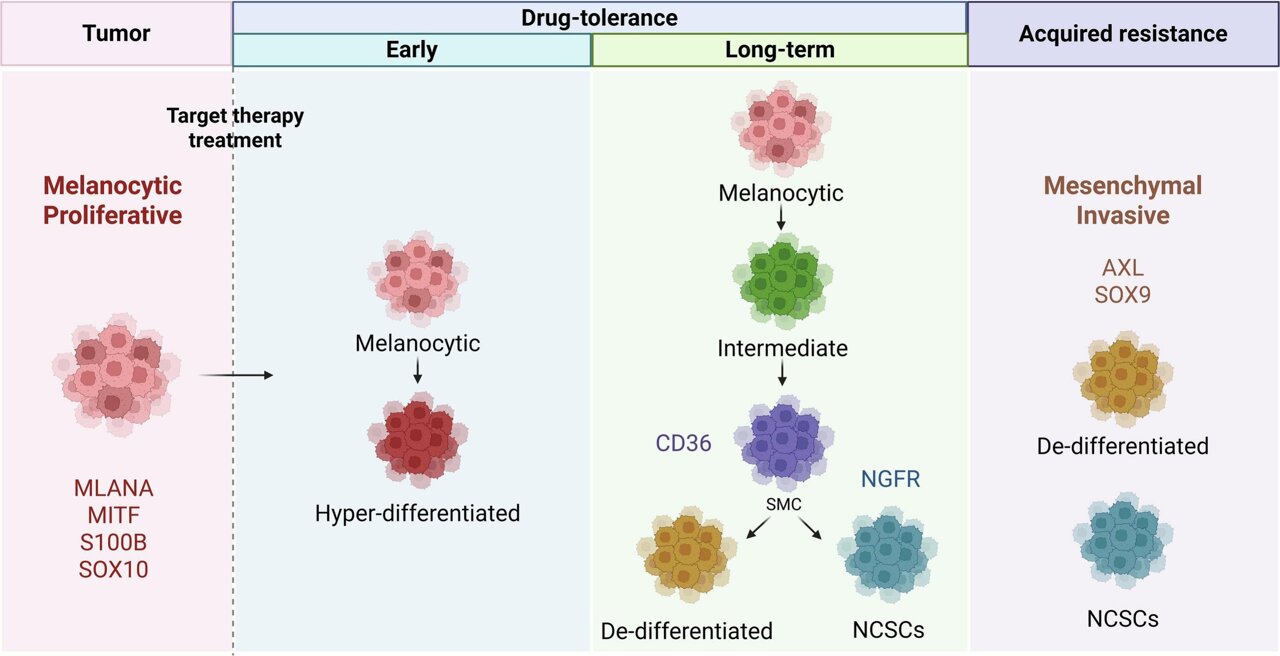 BRAF gene mutation leads to different therapeutic responses in melanoma ...