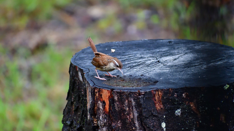 Turn an old tree stump into a yard feature birds will love