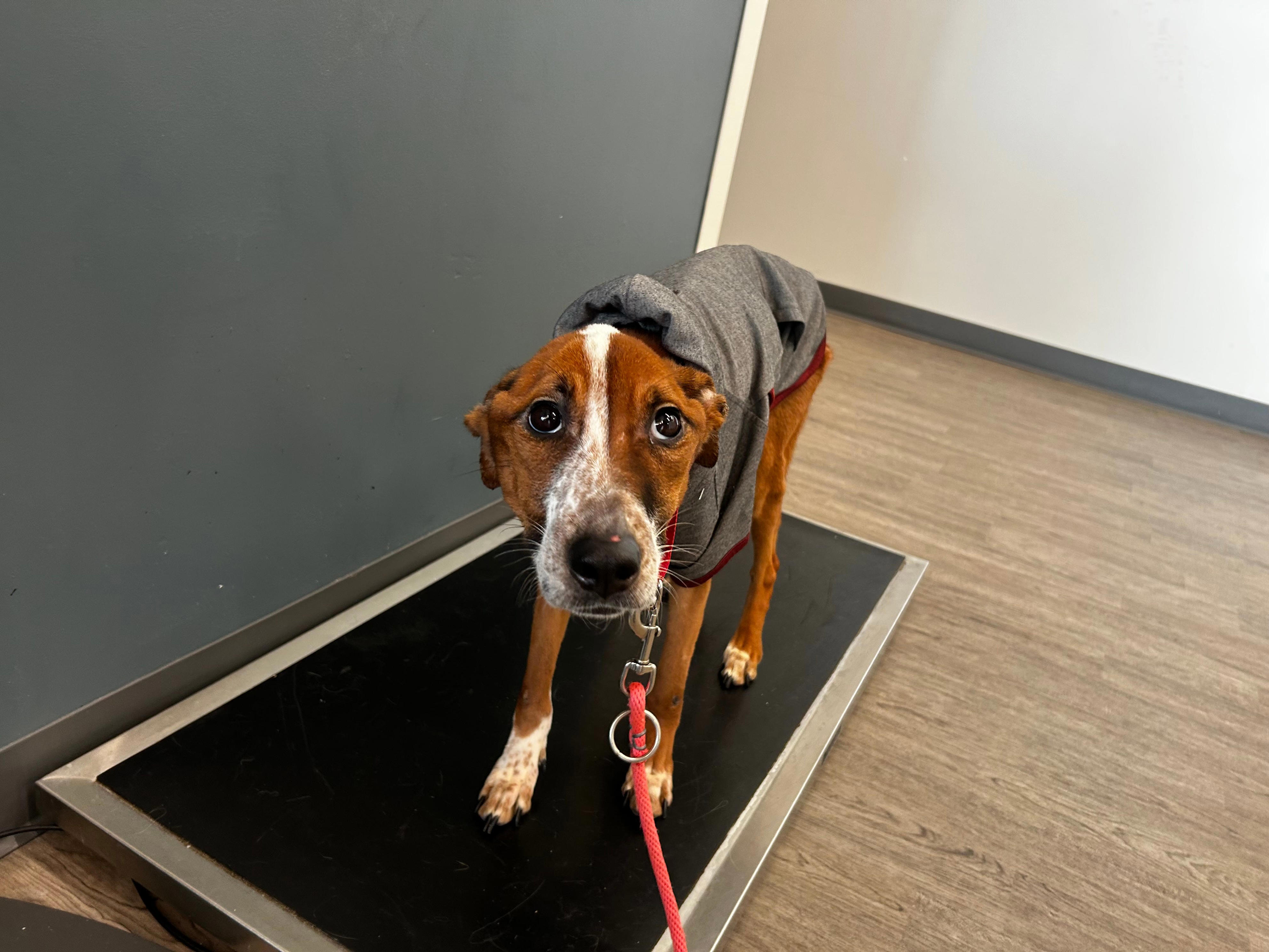 Bergen shelter races to save emaciated dog brought in severe condition