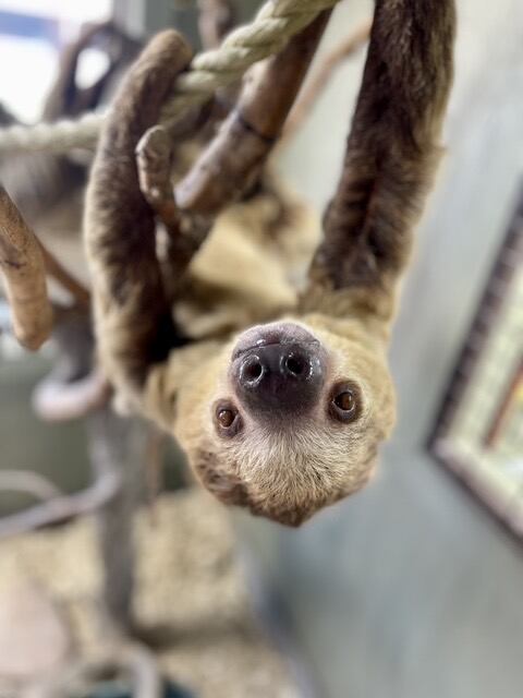 Tanganyika Wildlife Park loses three sloths to kidney disease ...