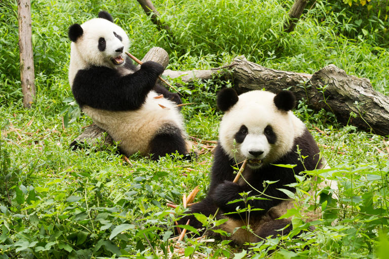 Pandas eat bamboo for life – so why can’t humans do the same?
