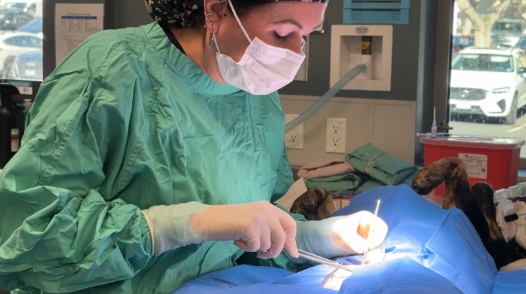 22K and counting: San Diego Humane Society’s spay-neuter program