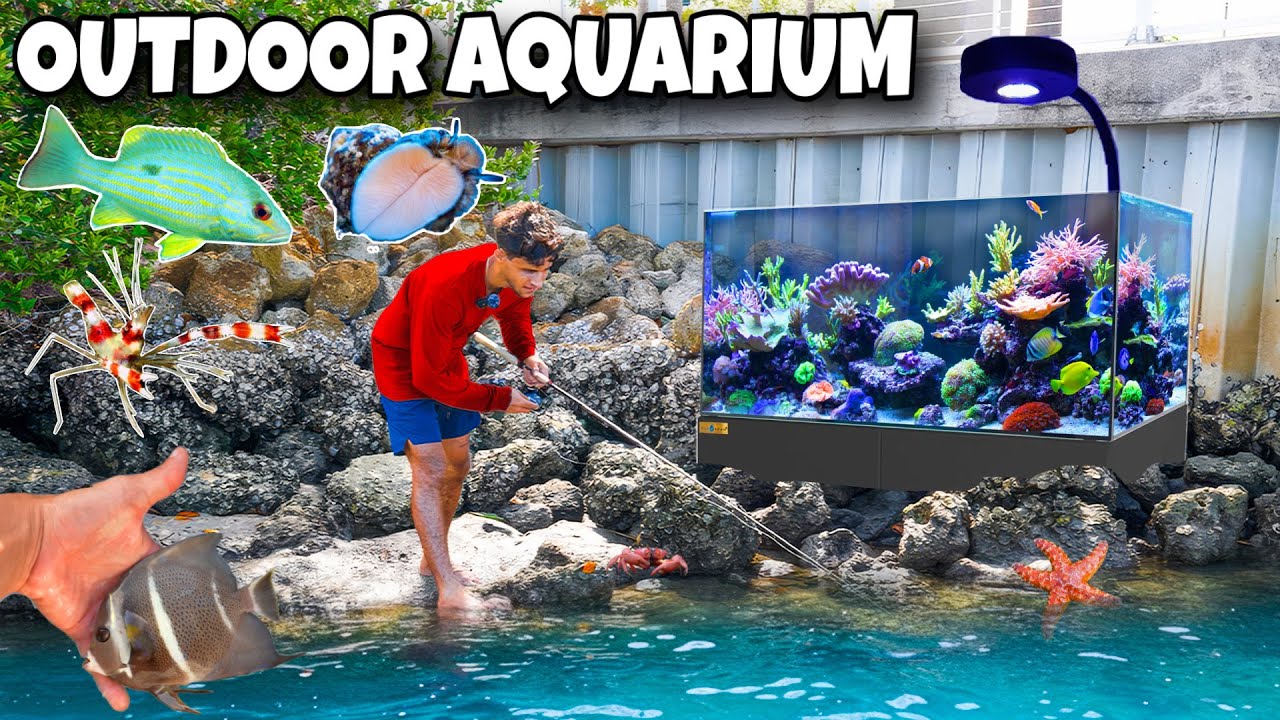 Catching tropical fish for outdoor aquarium!