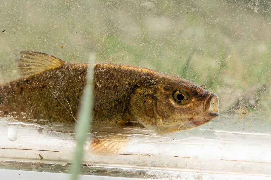Tyler Nature Center hosts free youth fishing event