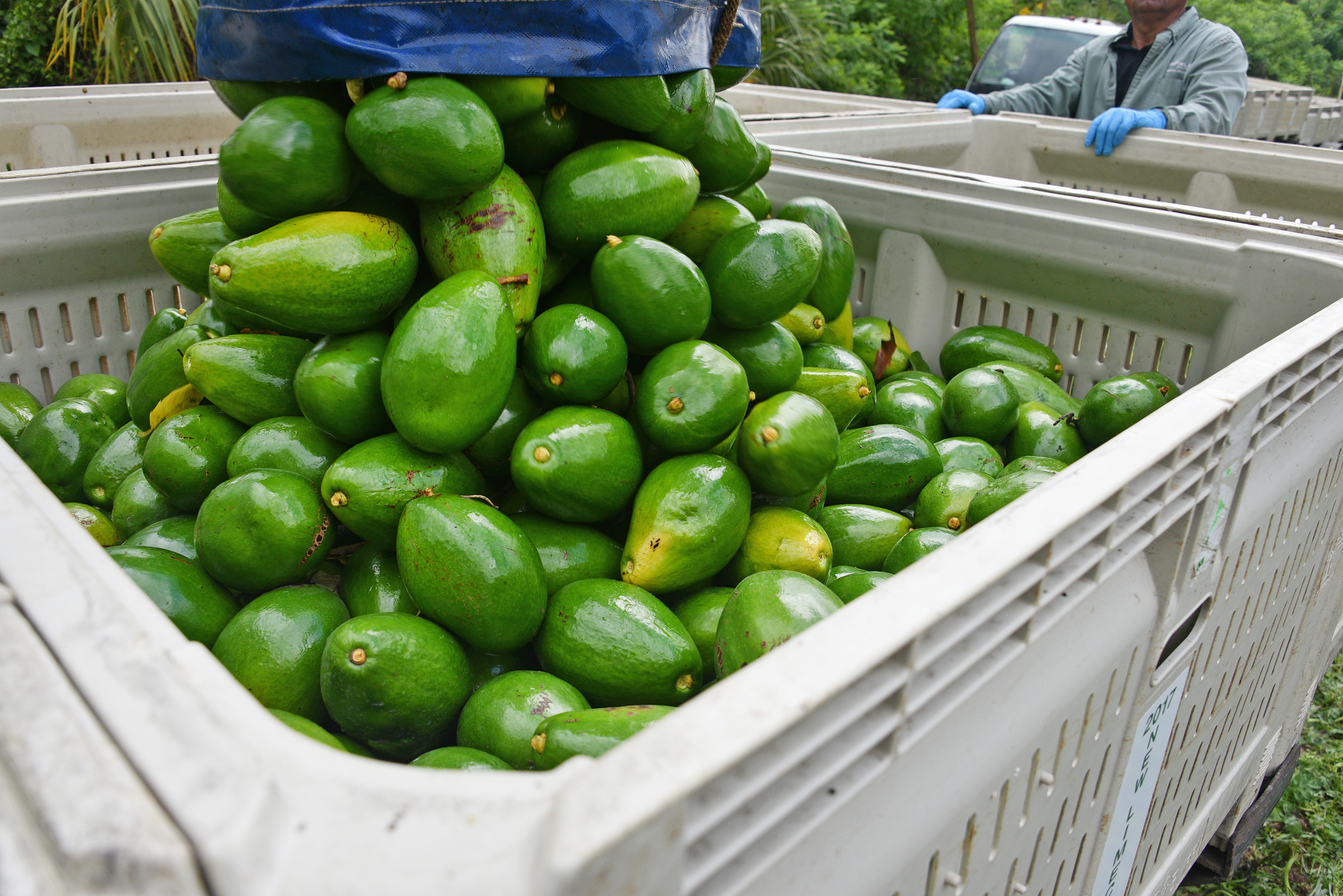 Man accused of stealing 400 pounds of avocados from southwest Miami ...