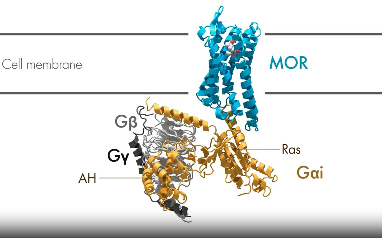 Structural findings reveal how distinct GPCR ligands create different ...