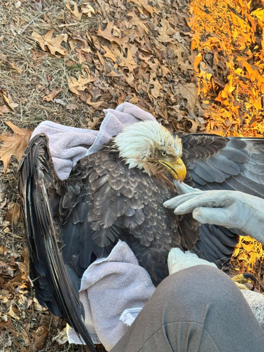 Connecticut State Police assist in bald eagle rescue