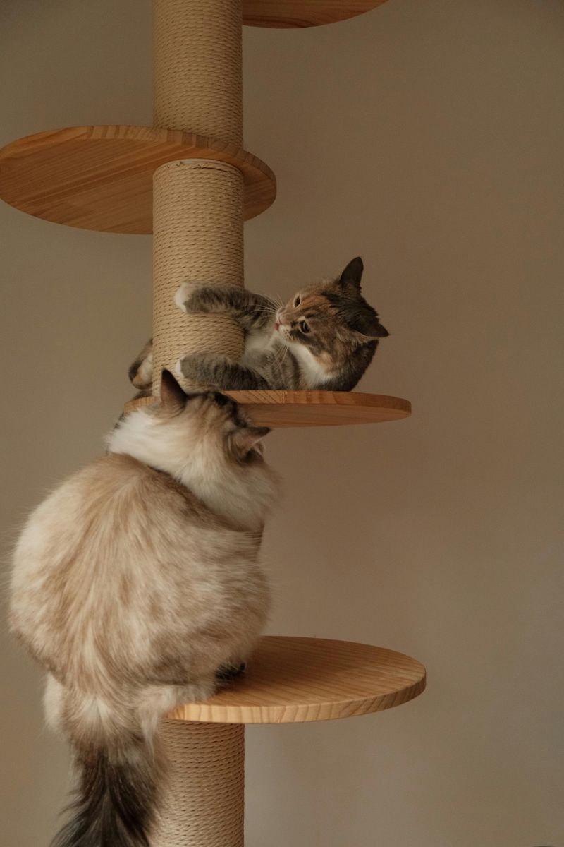 How to correct your cat without yelling – 10 effective and gentle methods