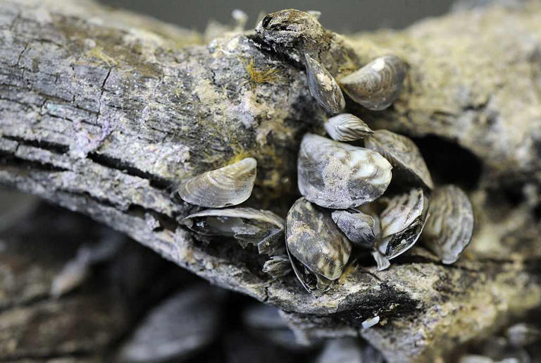 KCCI investigates: Invasive zebra mussels found in Des Moines River for ...