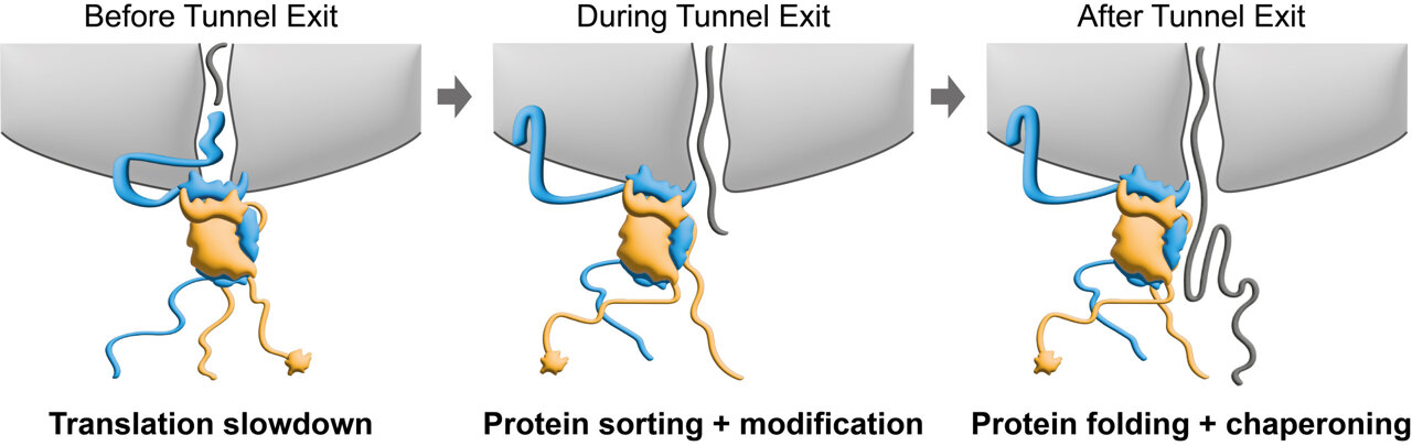 NAC protein complex slows early synthesis to optimize cellular protein ...