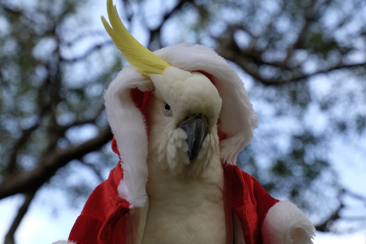Cockatoo sweetly admiring the Christmas tree brings all the holiday feels