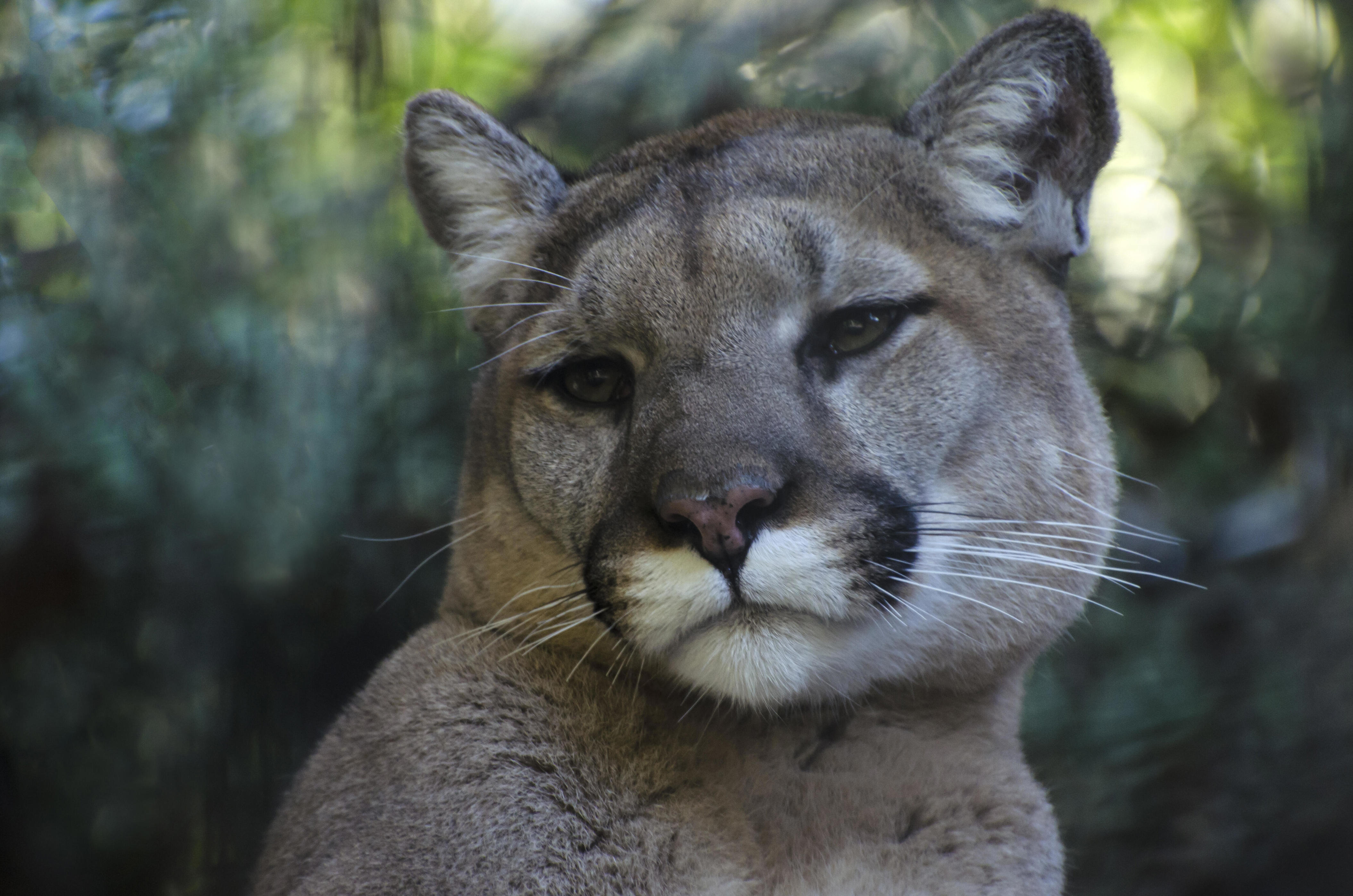Mountain lion P-129 captured near wildlife crossing site