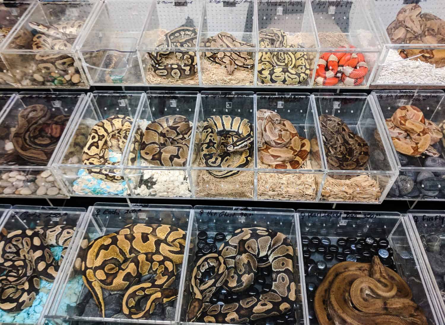 Nicaragua’s boom in exotic animal exports sparks global worry
