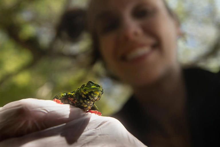 This tiny Brazilian toad became the first amphibian ever to halt a ...