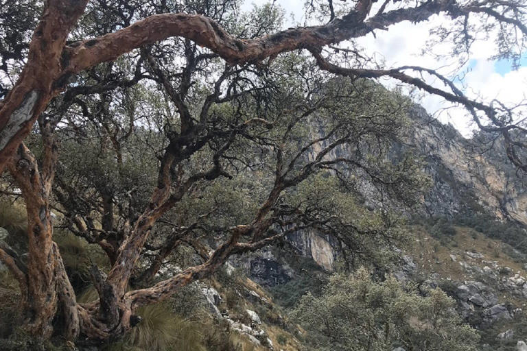 Project sees long-term success restoring forests in the high Andes: Study