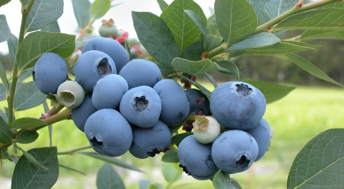 ¿Para qué sirve el arándano azul? Conoce sus usos y ventajas para la salud