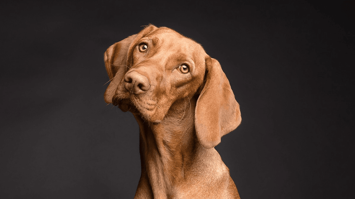Signs that indicate a dog may be dying and how to be with it