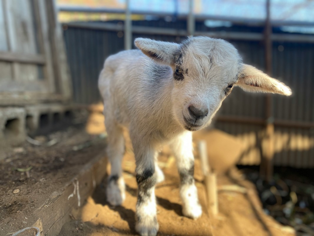 Trio of baby goats happily eating is pure bliss