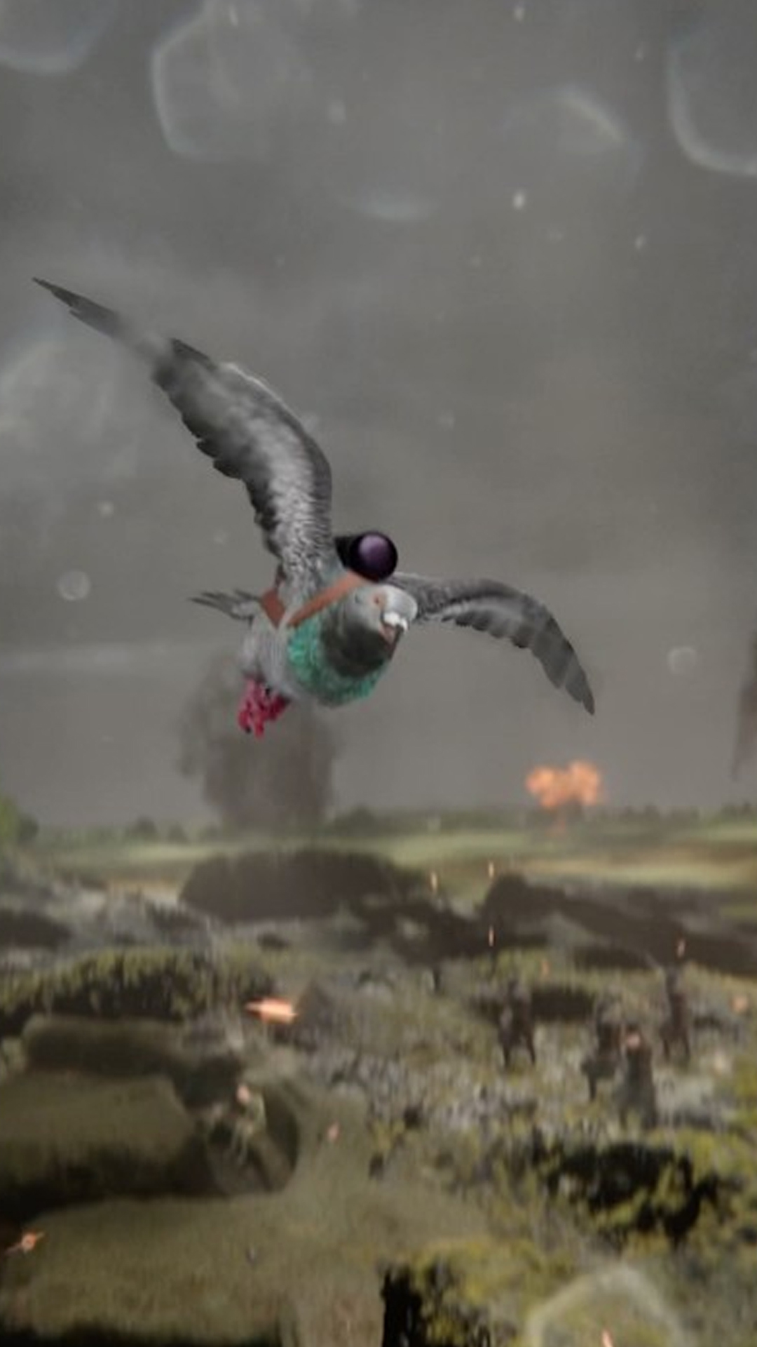 The pigeon that saved a squad
