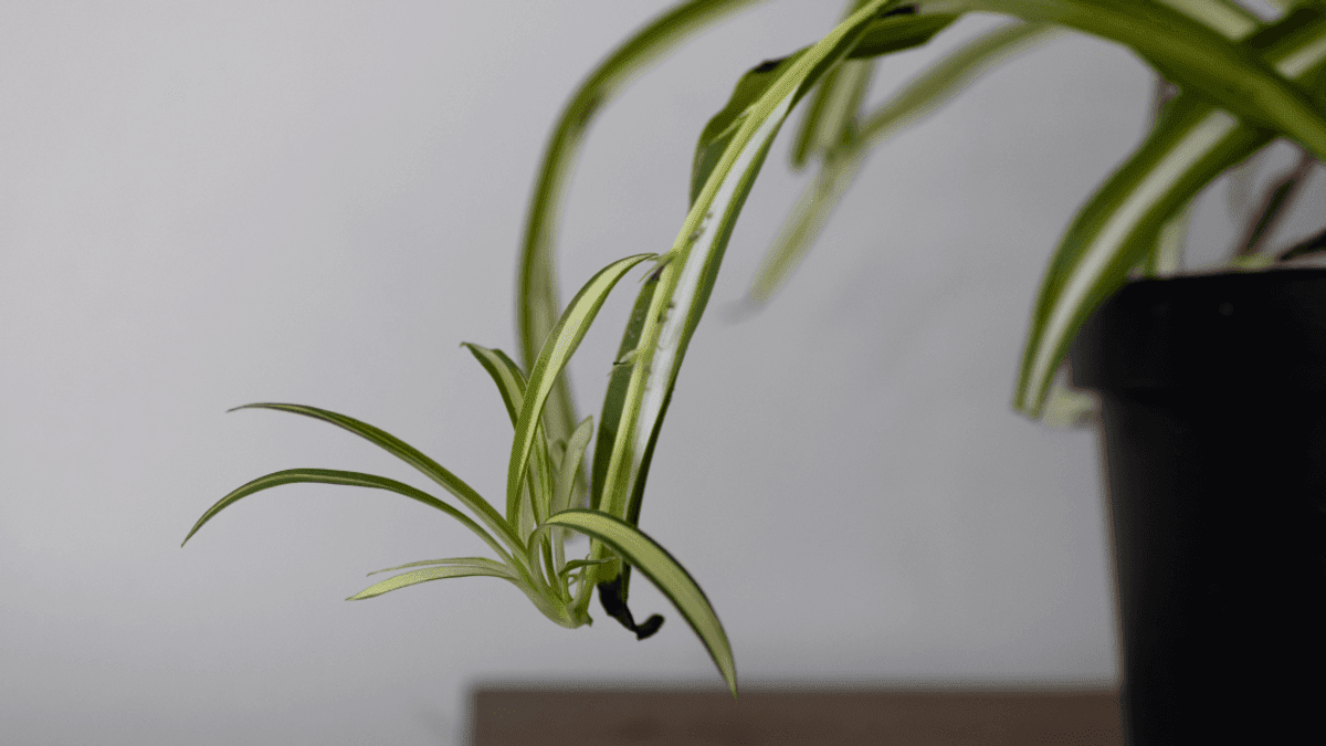 First evidence for maternal care in plants reveals placenta-like ...